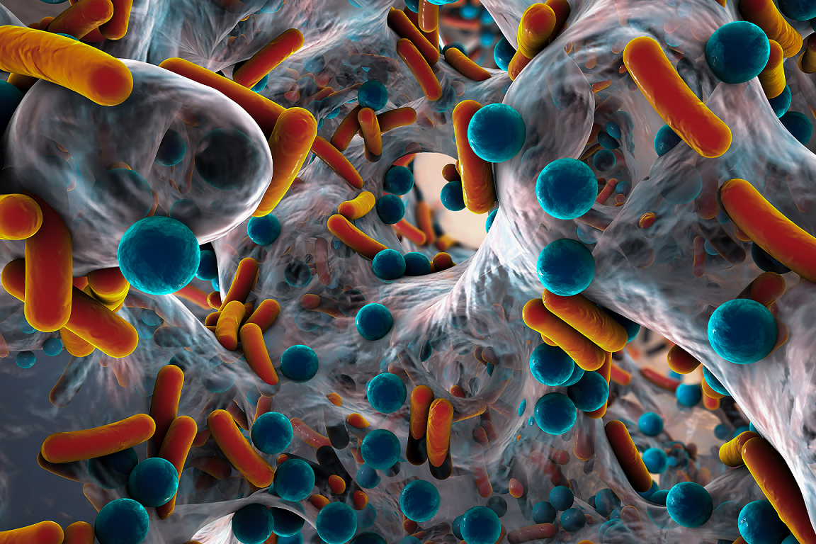 Molecular Microbiology - Burnett School of Biomedical Sciences