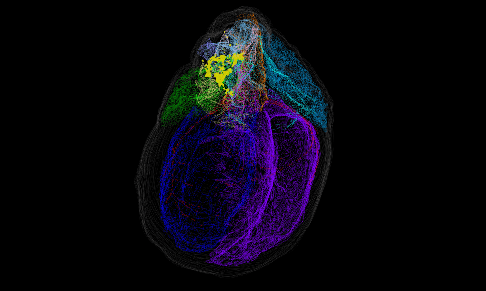 Study Creates First Ever 3D Map of Heart’s Neurons - College of Medicine