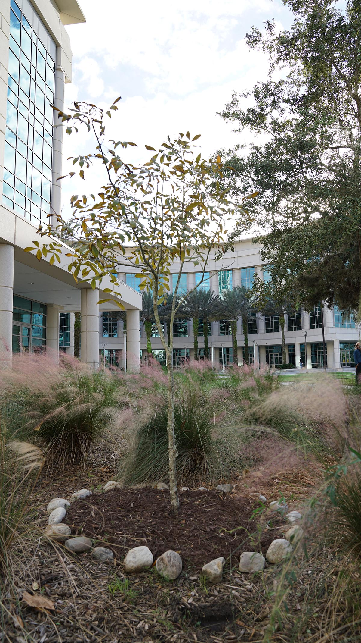 “Muji’s Tree” Unveiled For Professor With Caring Spirit - College of ...